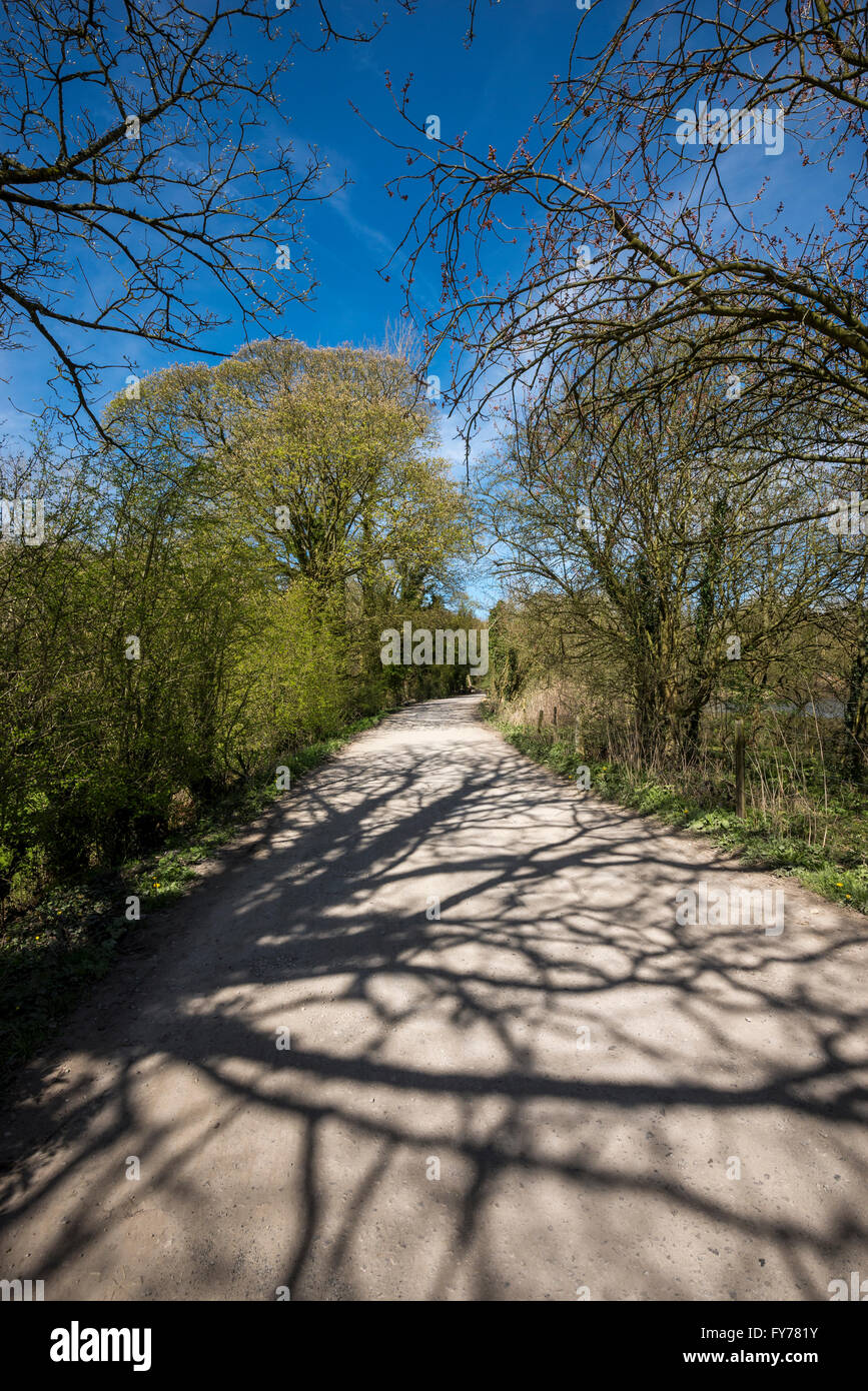 Spring tree and lane hi-res stock photography and images - Alamy