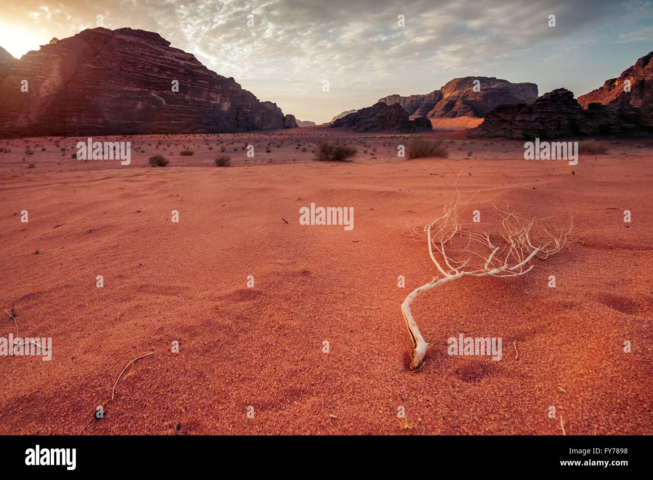 Wadi rum tree hi-res stock photography and images - Alamy