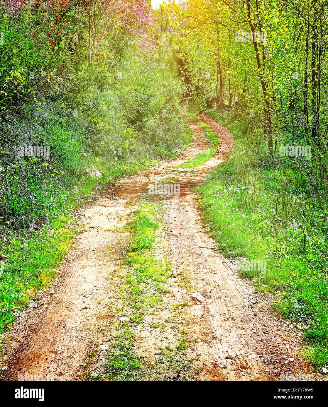Walkway in secluded deciduous forest, beautiful scene on a sunny summer ...
