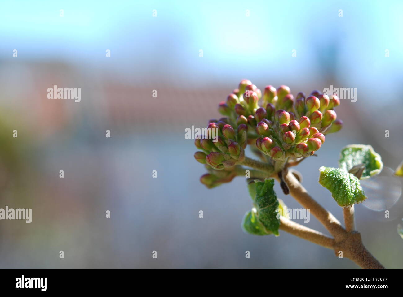 Buds in spring hi-res stock photography and images - Alamy