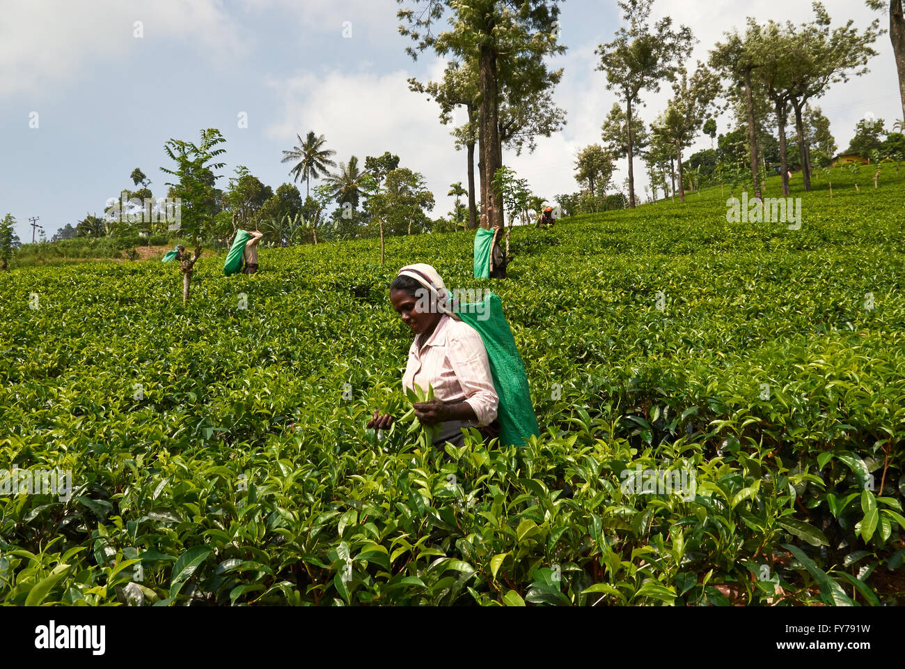 Sri Lanka, tea plantation, Tea Factory Stock Photo - Alamy