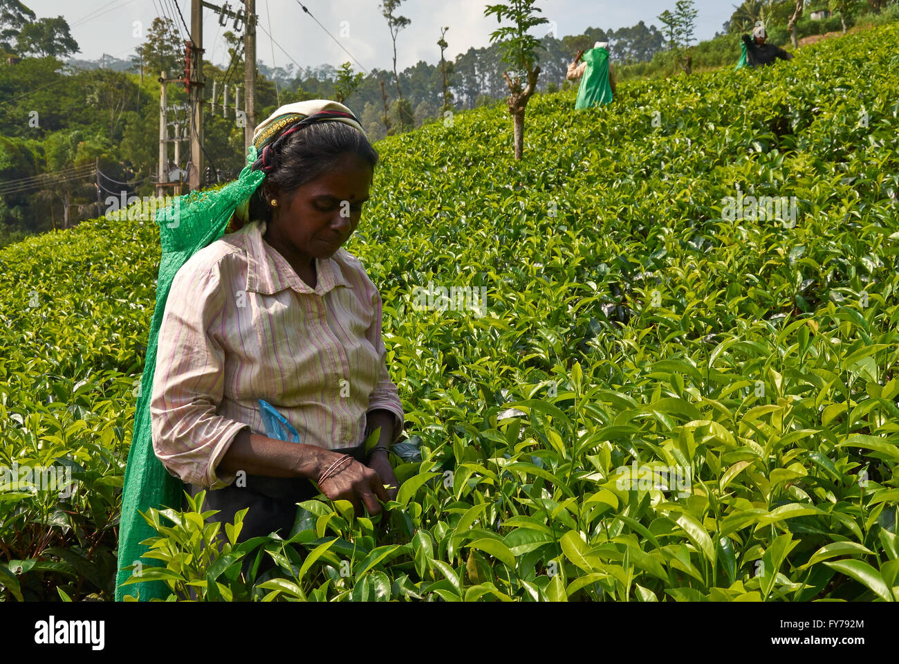 Sri Lanka, tea plantation, Tea Factory Stock Photo - Alamy