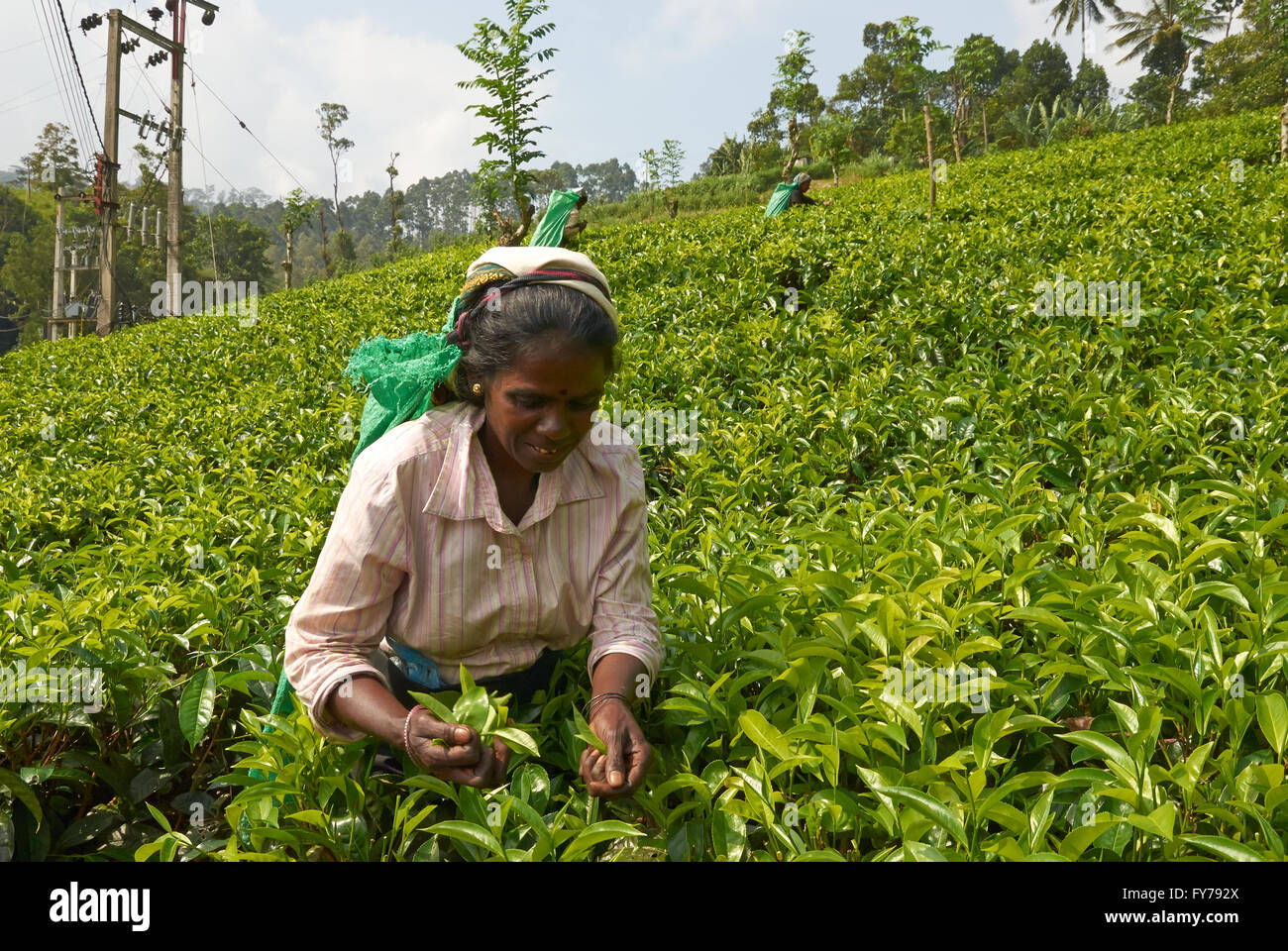 Tamil tea pickers in hi-res stock photography and images - Alamy