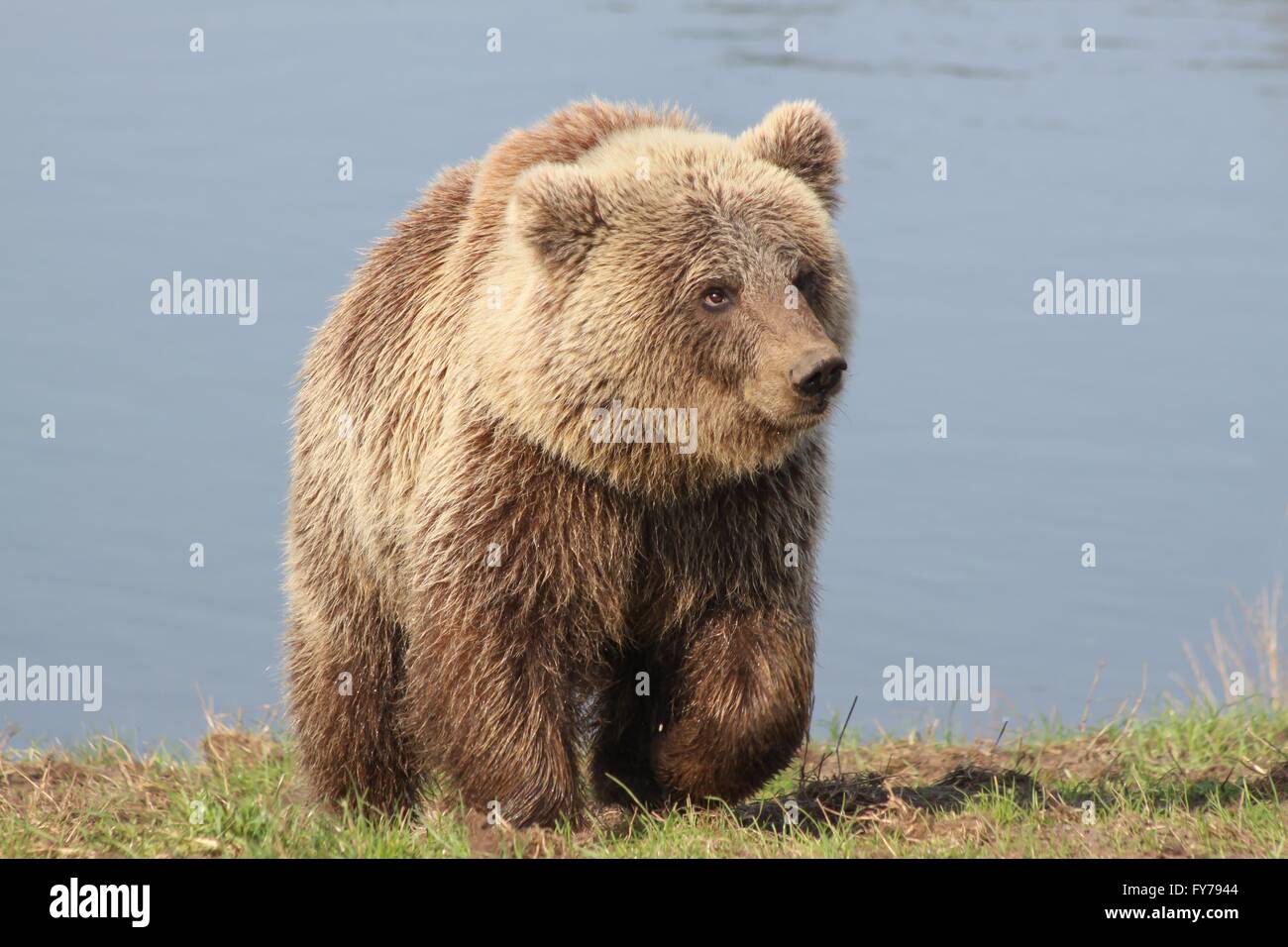 Bear bear hi-res stock photography and images - Alamy