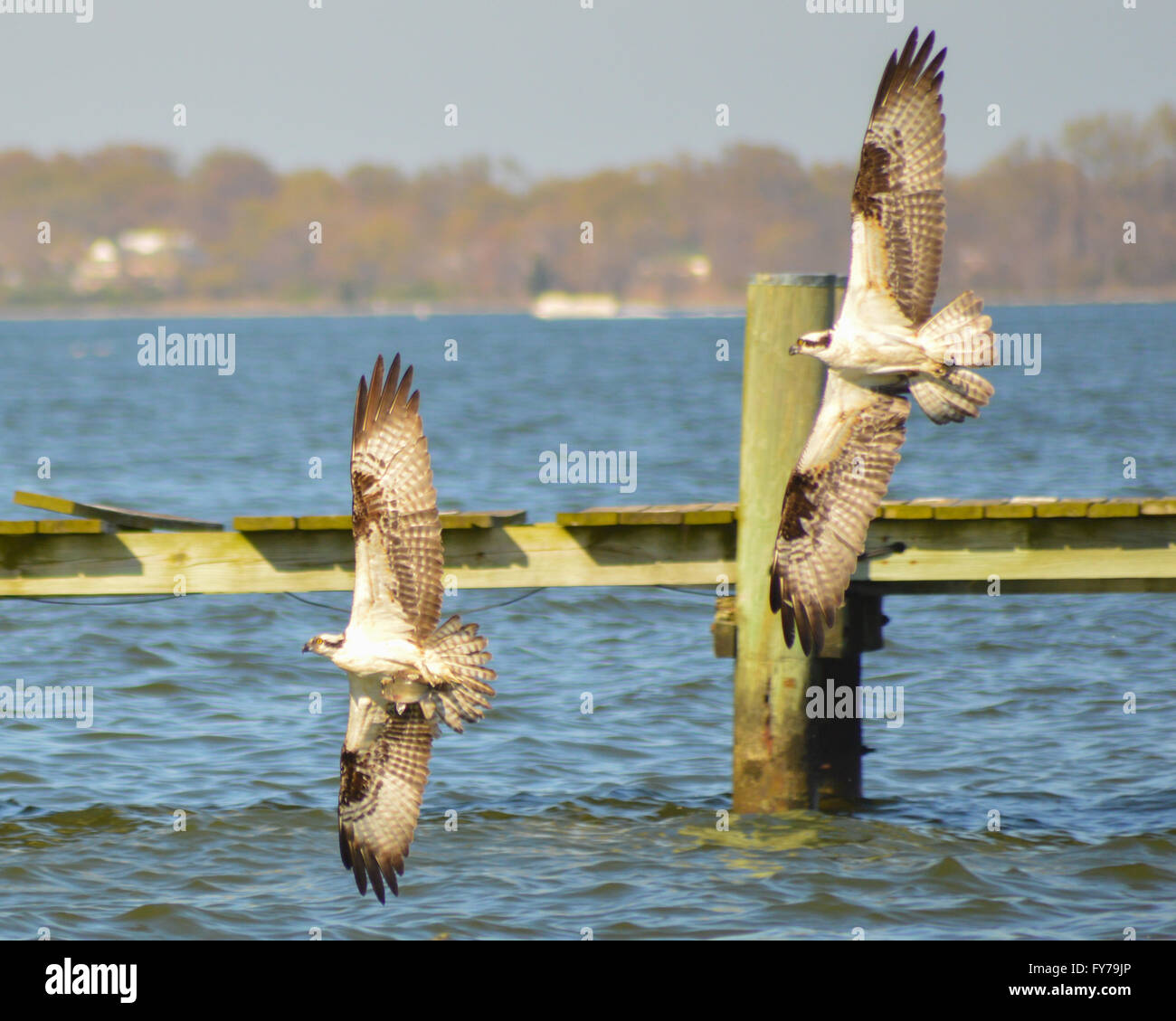 Chase fish hi-res stock photography and images - Alamy