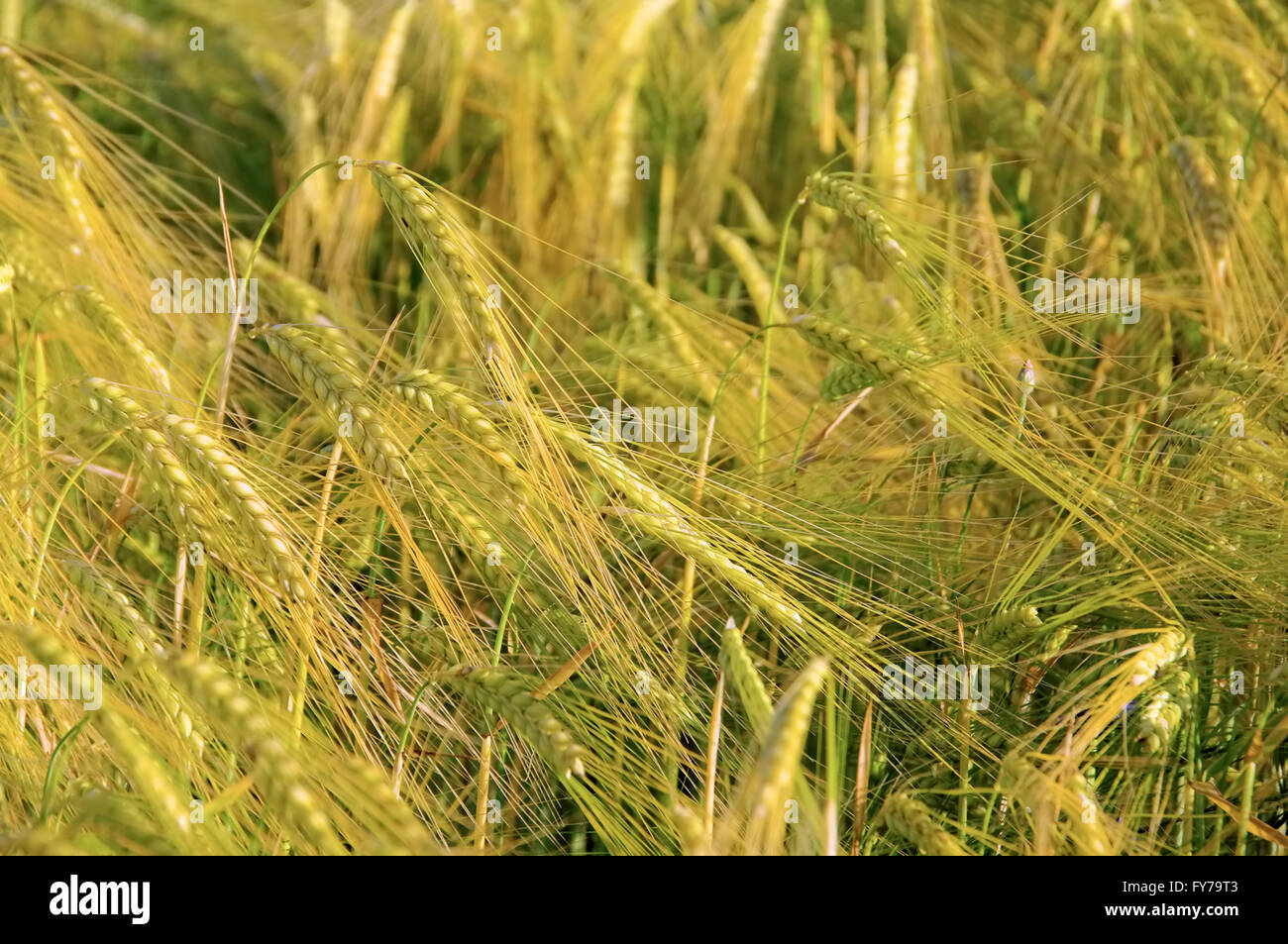 Roggenfeld - rye field 05 Stock Photo - Alamy