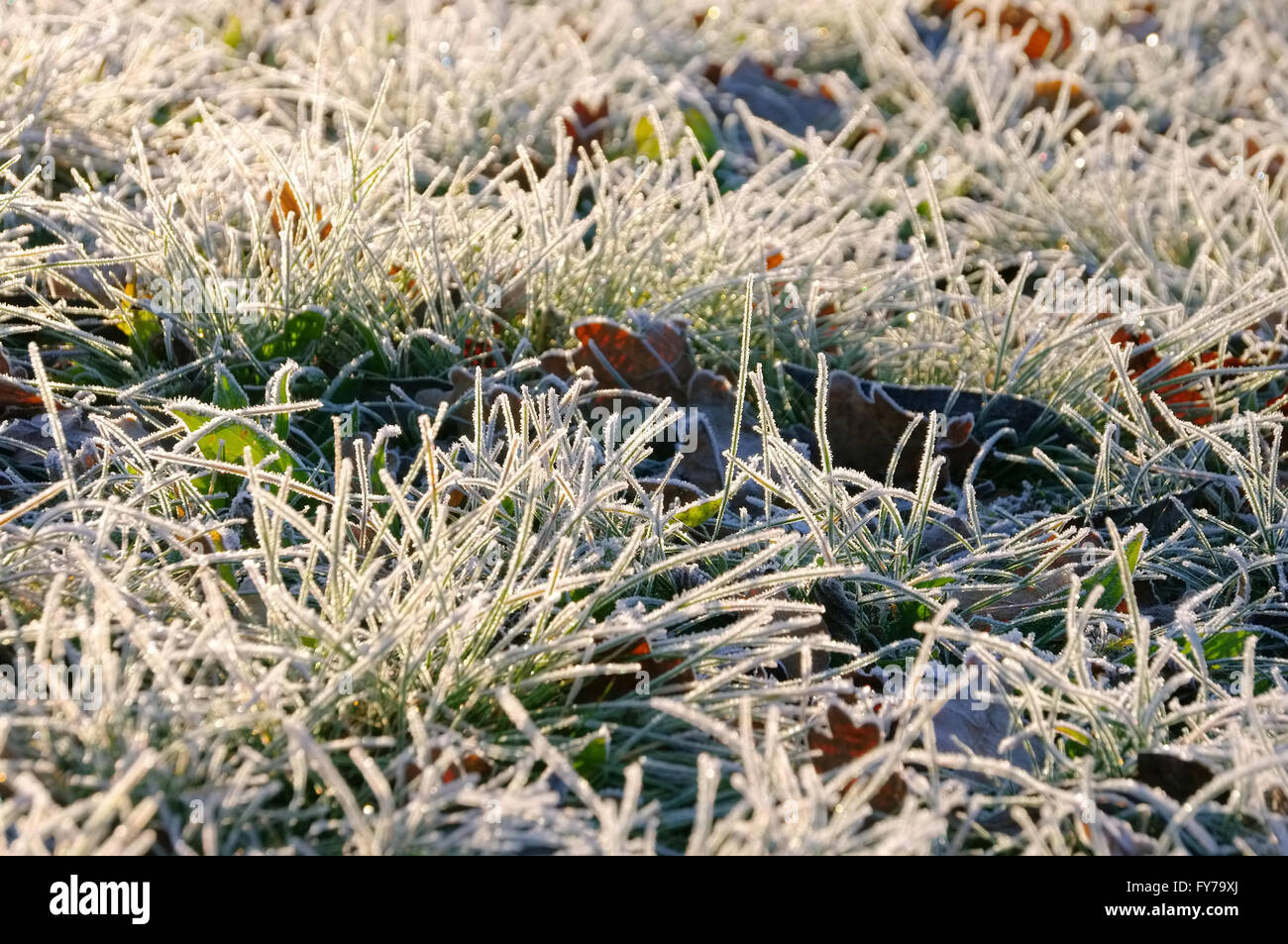 Wiese detail hi-res stock photography and images - Alamy