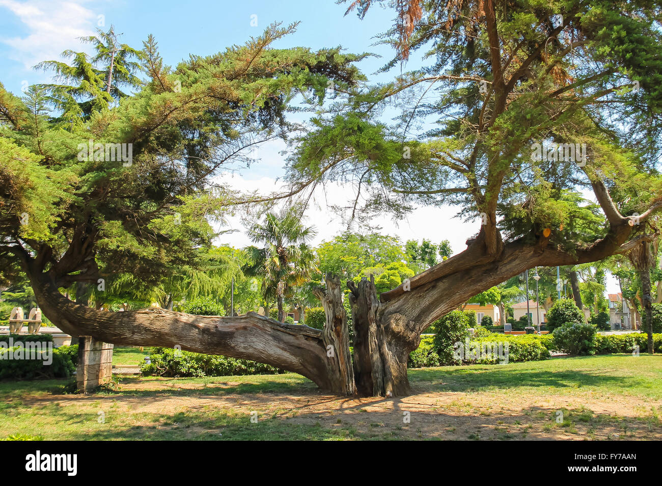 Old cracked tree in the city park. Vada, Italy Stock Photo - Alamy