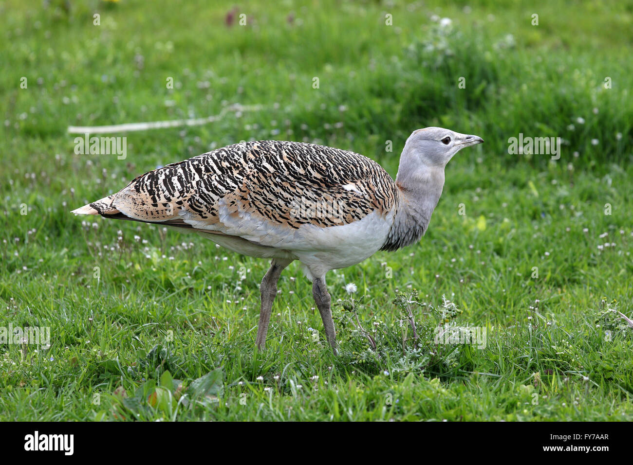 Great Bustard female bird on Salisbury Plain in the UK Stock Photo - Alamy