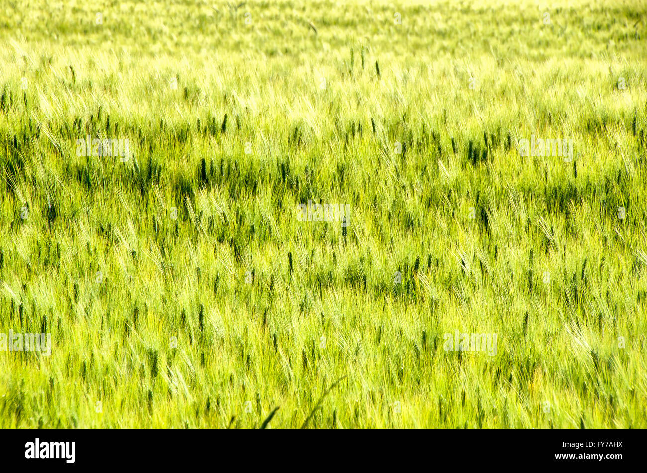 Tall Grass Field Wallpaper