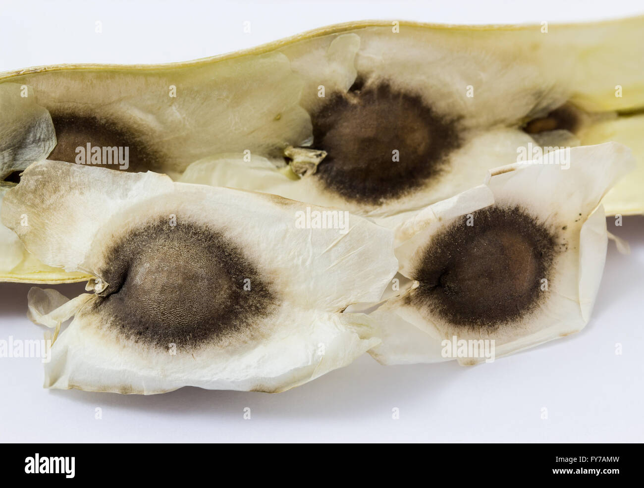 Seeds of Horseradish tree or Drumstick tree (Moringa Oleifera) on white ...