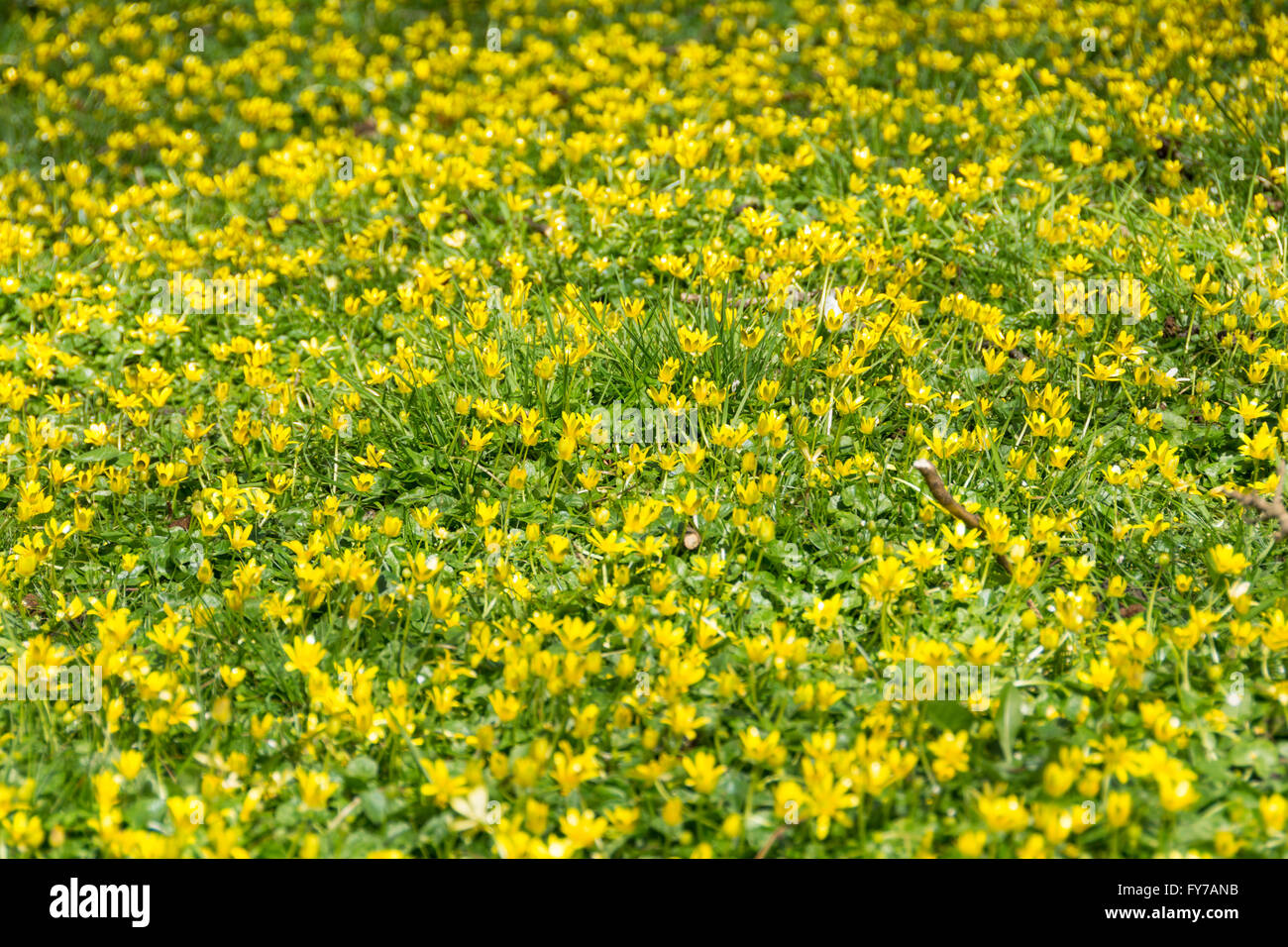 Buttercups spread amongst the gravestones at South Ealing Cemetery ...