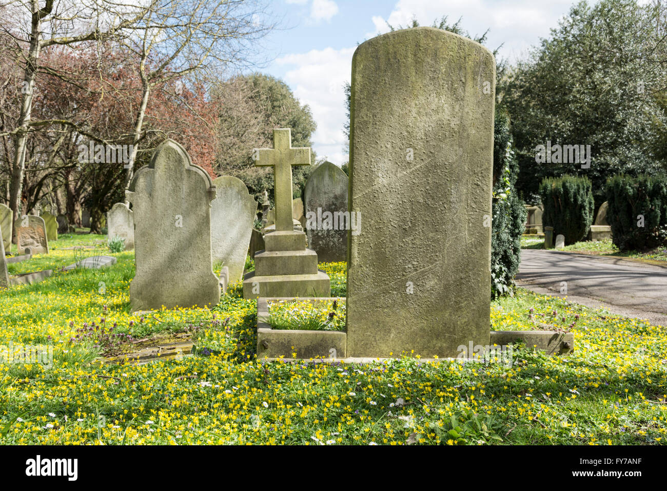 Buttercups spread amongst the gravestones at South Ealing Cemetery ...