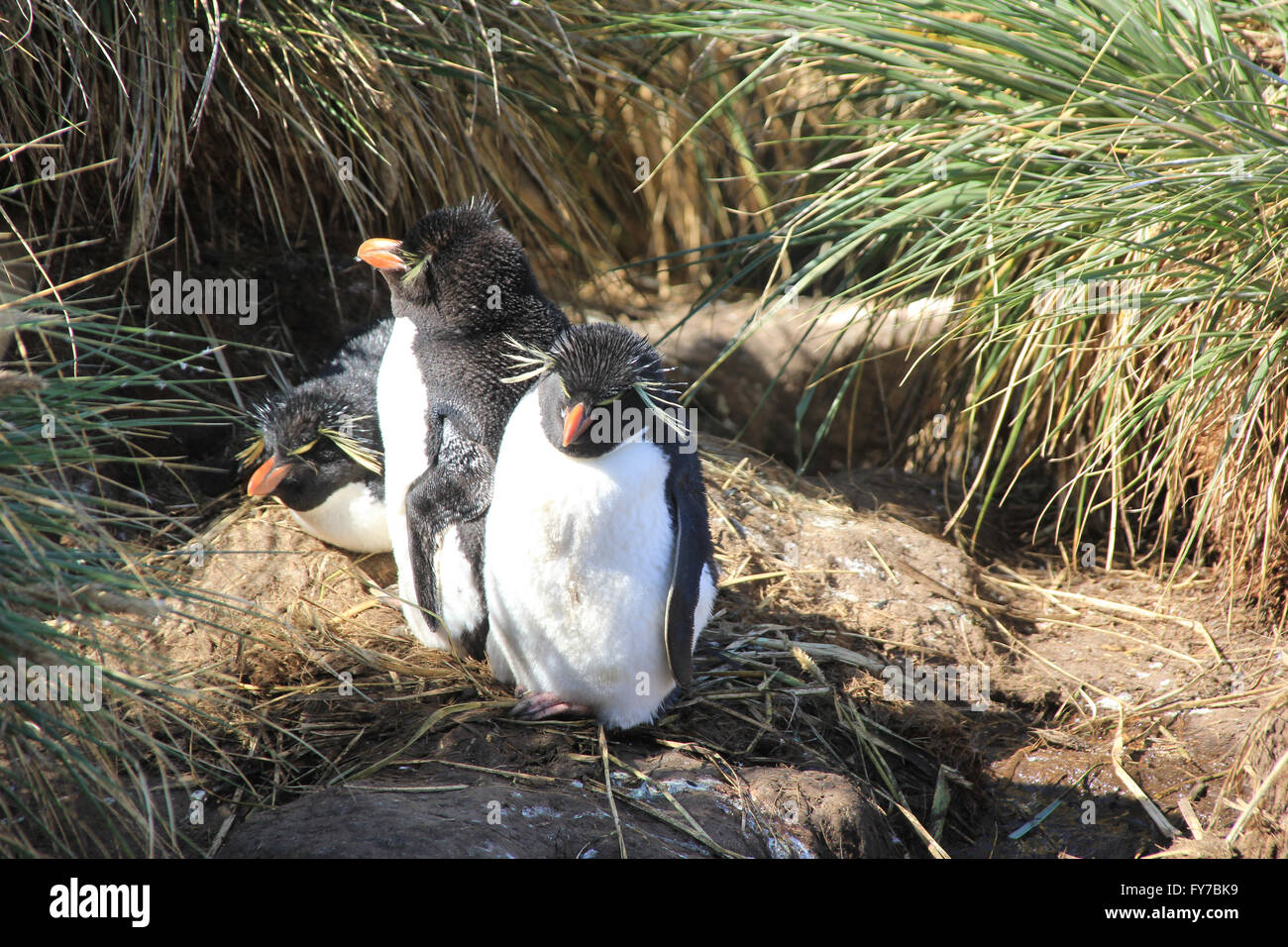 Rockhopper penguin colony in West Point Island, Falkland Islands, South ...