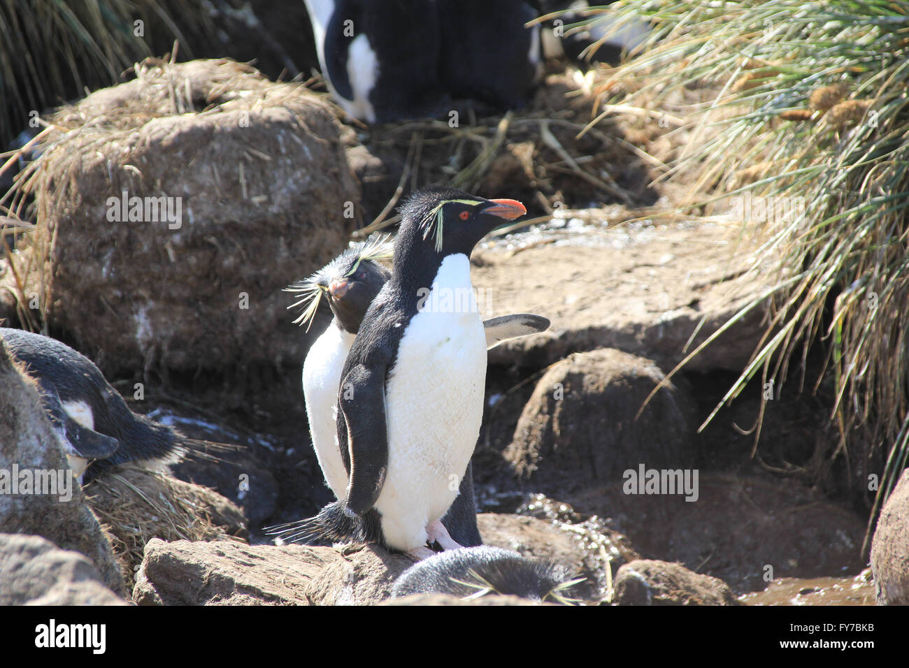 Rockhopper penguin colony in West Point Island, Falkland Islands, South ...