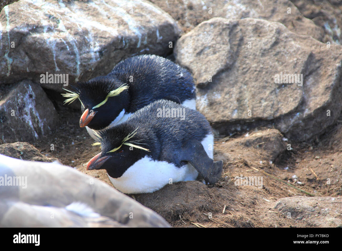 Rockhopper penguin colony in West Point Island, Falkland Islands, South ...