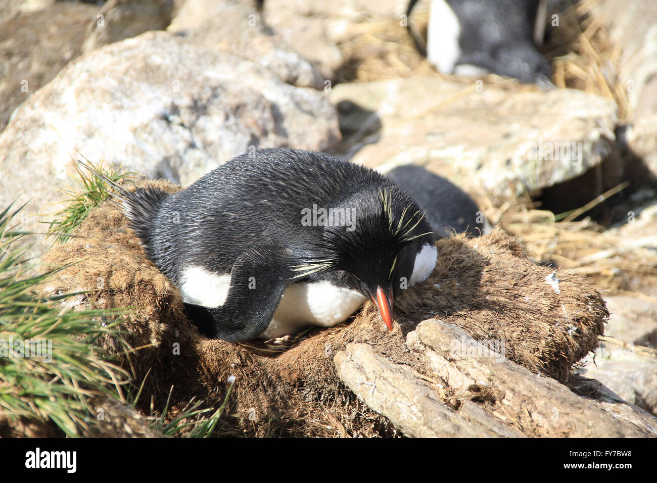 Rockhopper penguin colony in West Point Island, Falkland Islands, South ...
