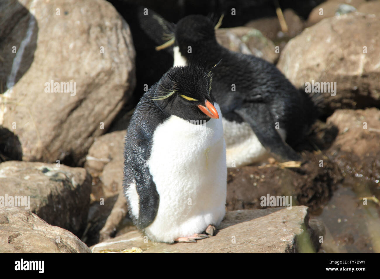 Rockhopper penguin colony in West Point Island, Falkland Islands, South ...
