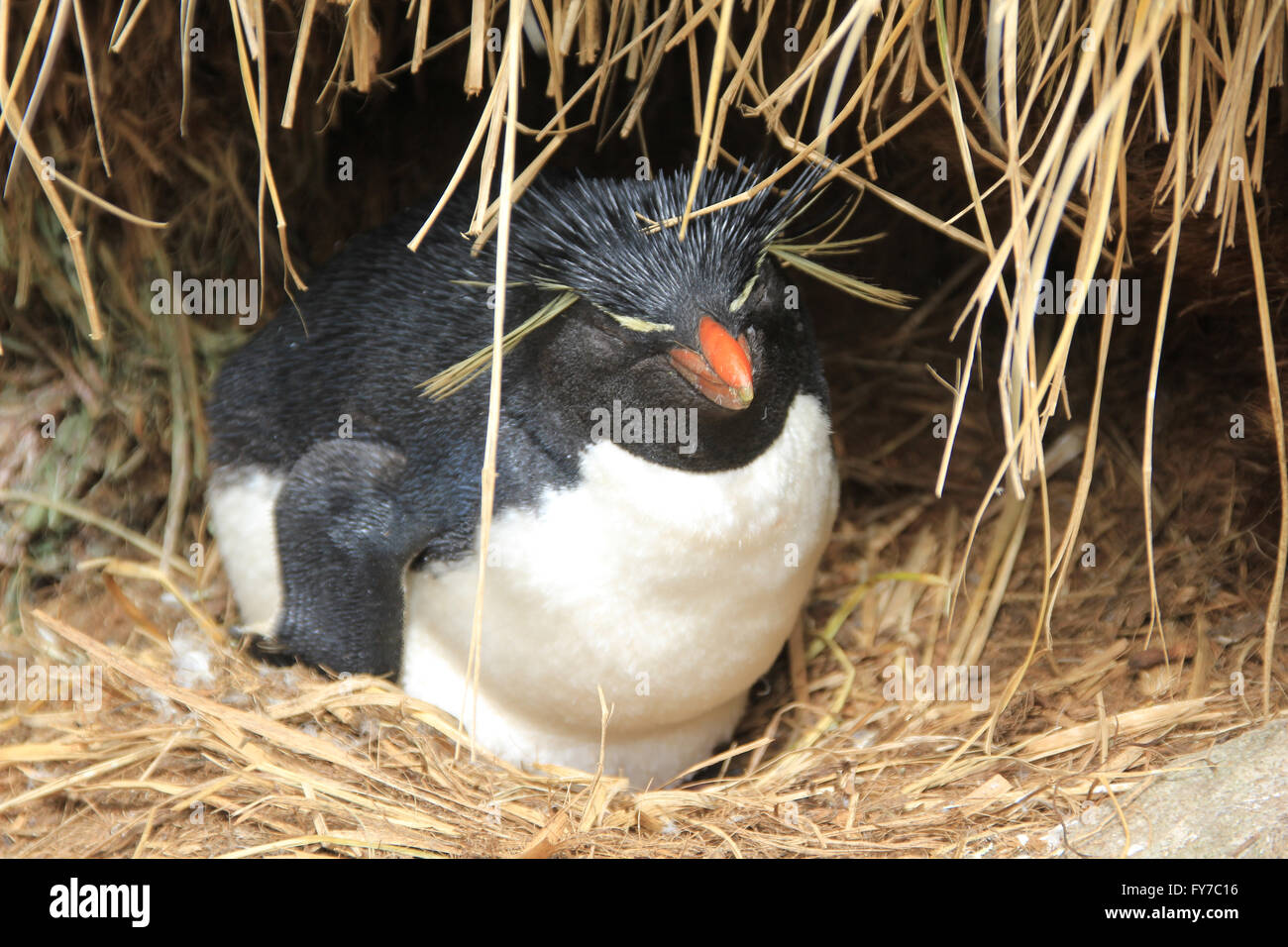 Rockhopper penguin colony in West Point Island, Falkland Islands, South ...