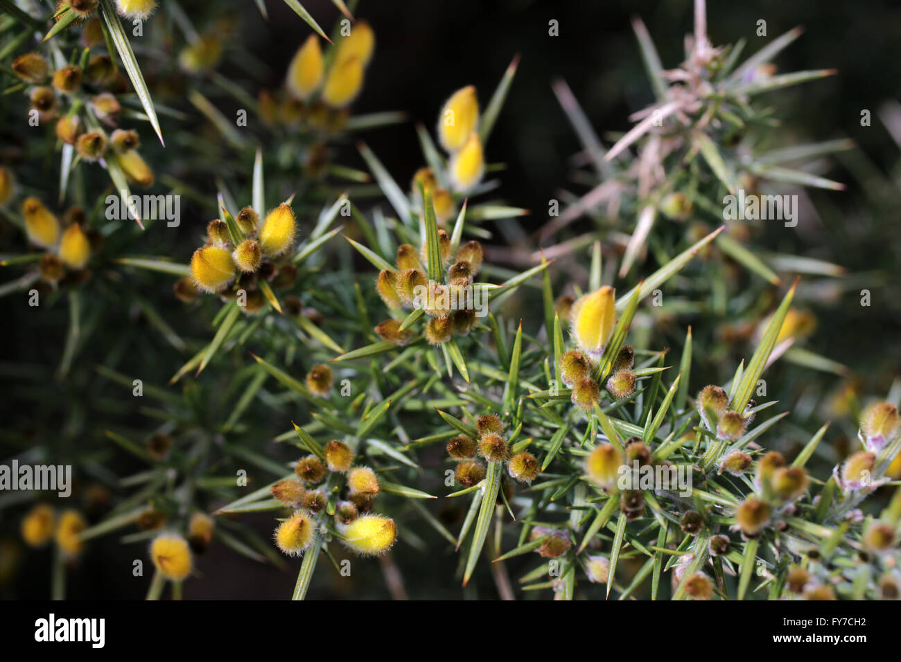 Whin bush hi-res stock photography and images - Alamy