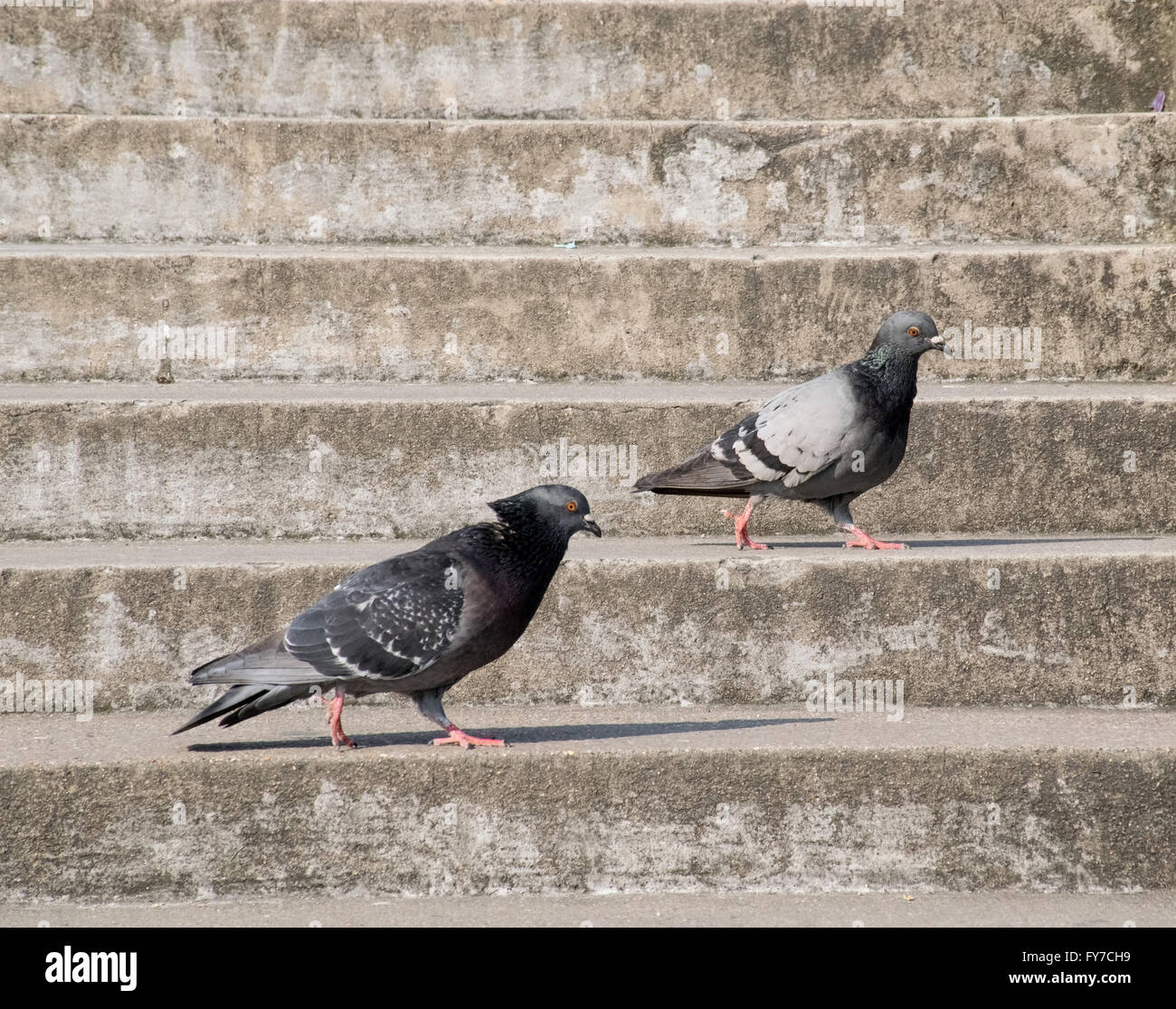 Two pigeons walking on stairs in Paris Stock Photo - Alamy