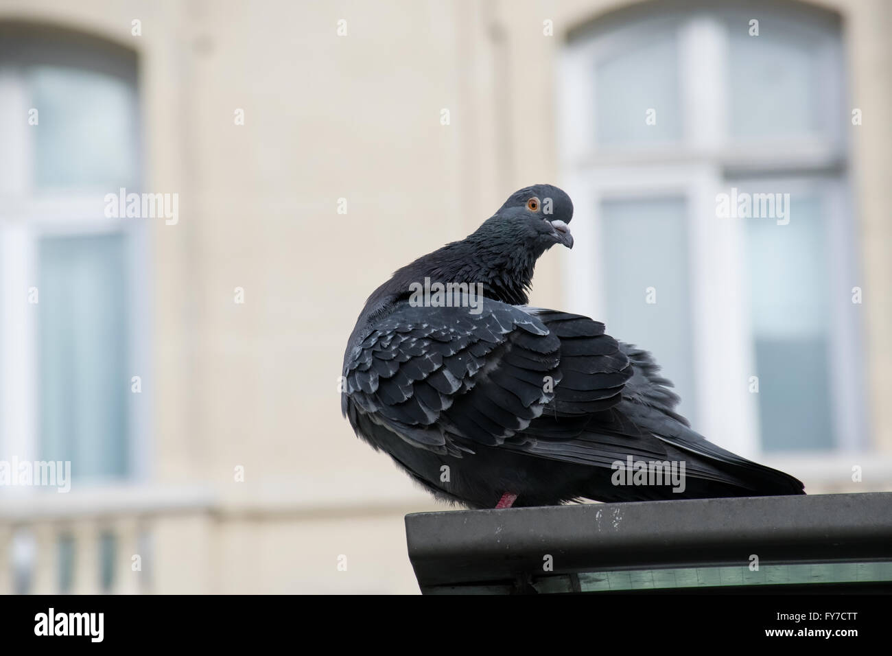 A pigeon in Paris Stock Photo - Alamy