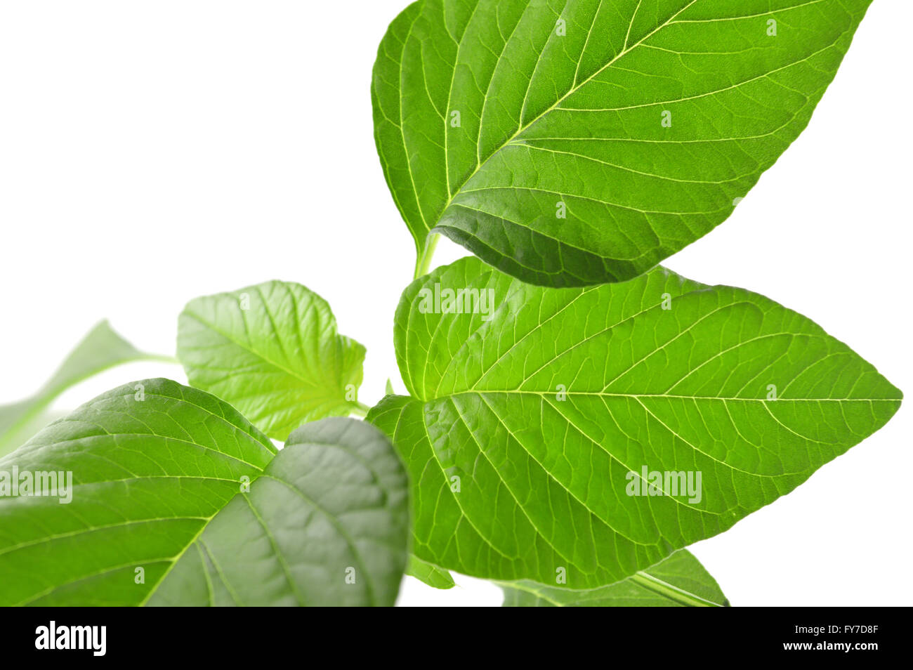 Amaranth, Amaranthus sp., Family Amaranthaceae, Central of Thailand ...