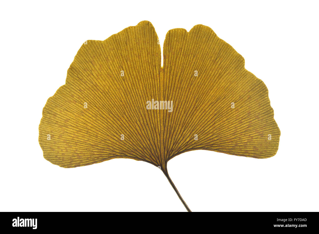 Dichotomous Venation