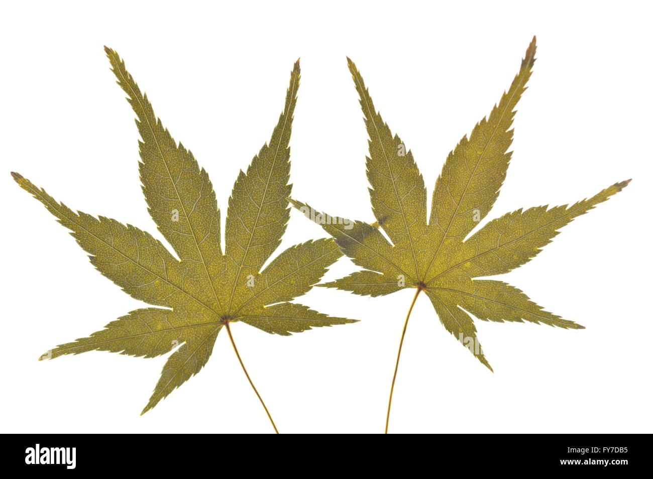 Japanese maple leaf hi-res stock photography and images - Alamy