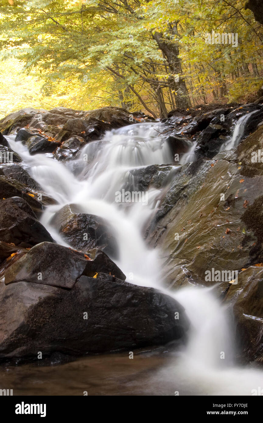 forest stream in autumn with colorful foliage Stock Photo - Alamy