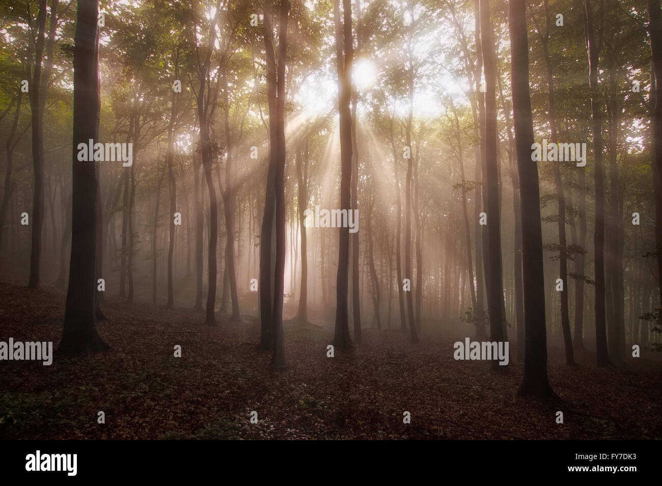 Dark forest sun rays hi-res stock photography and images - Alamy