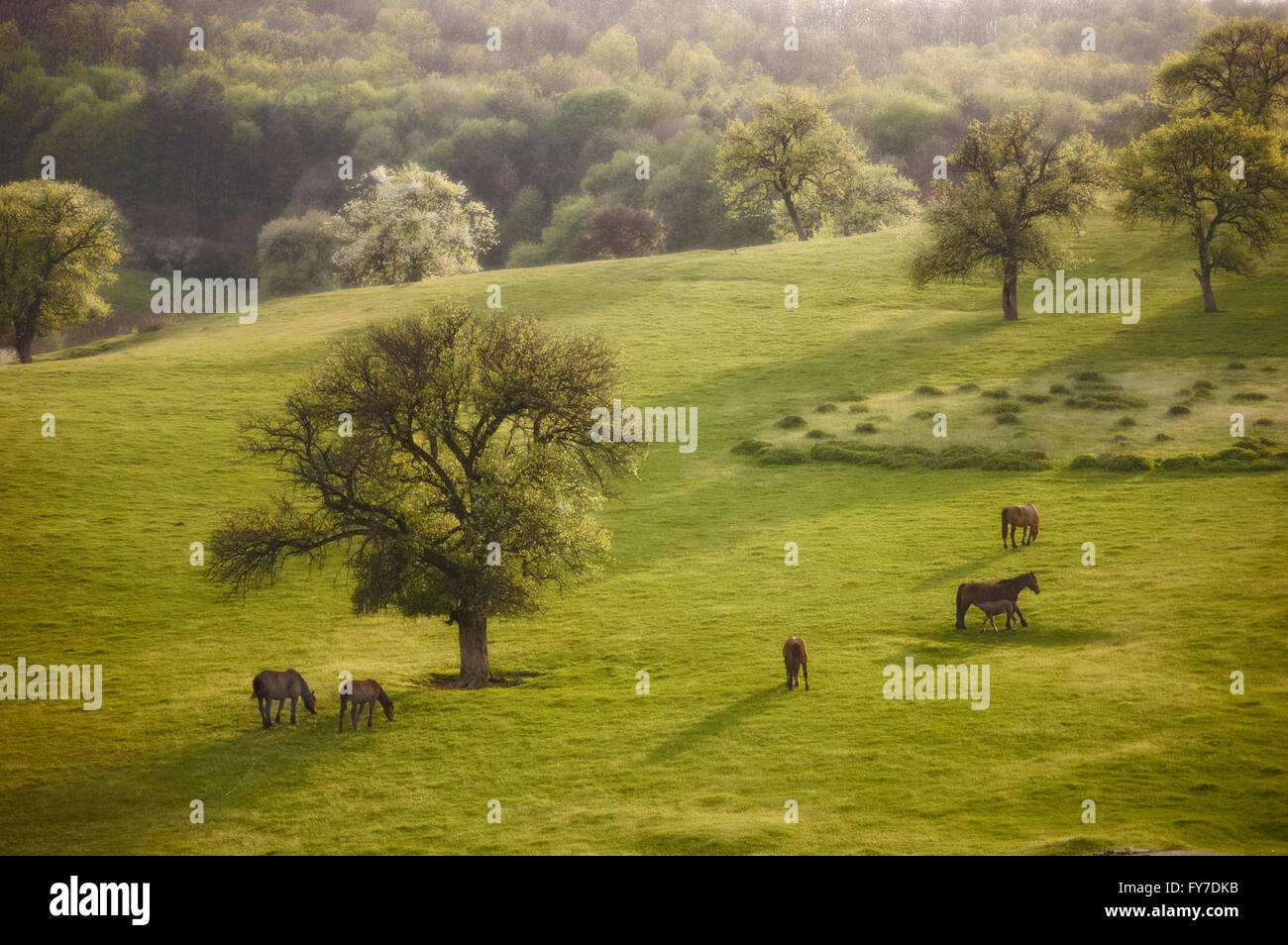 Dream horses hi-res stock photography and images - Alamy