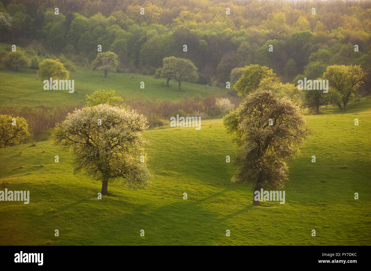 Serene green tree hi-res stock photography and images - Alamy