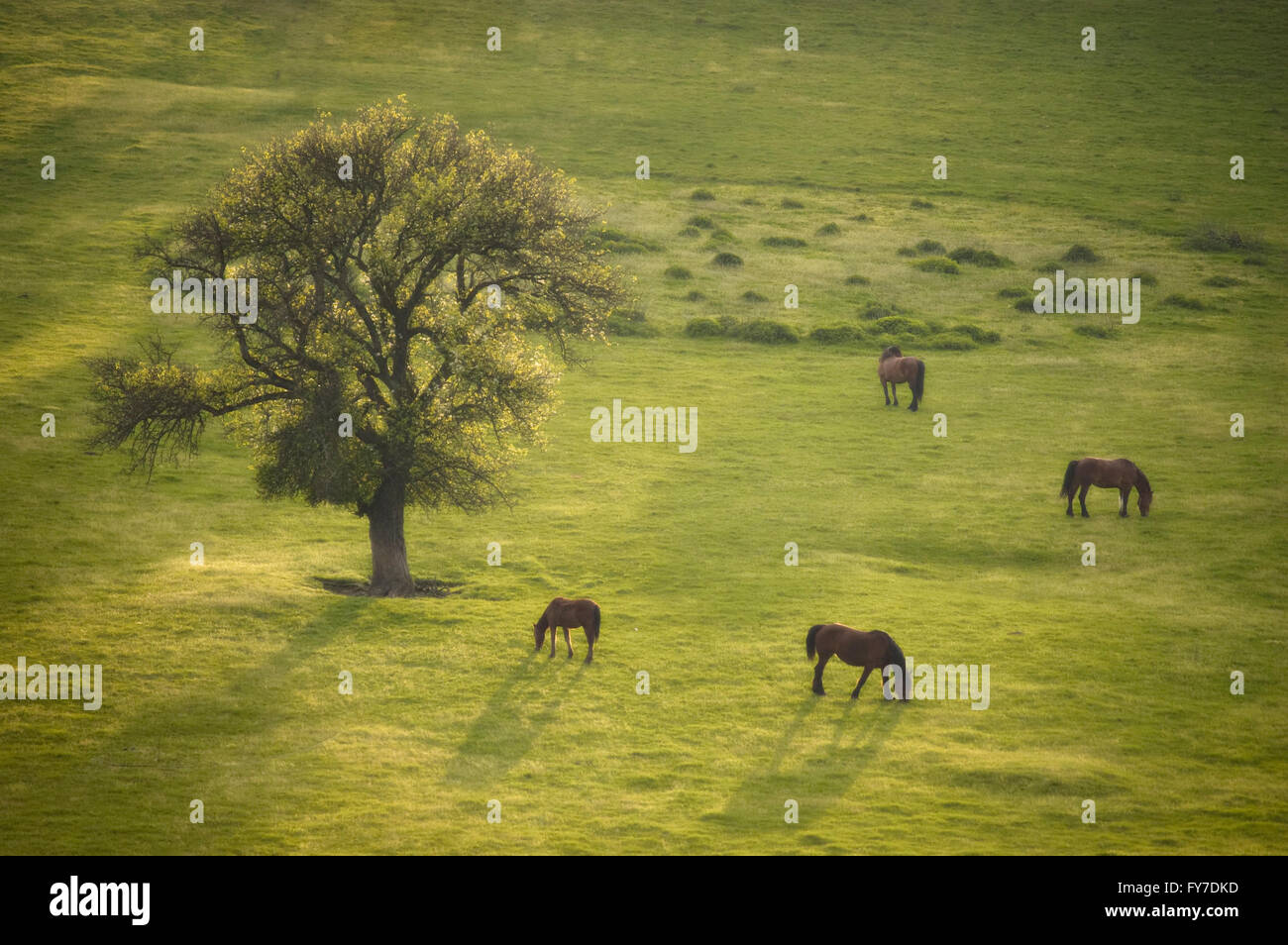 green spring landscape with wild horses at sunset Stock Photo - Alamy