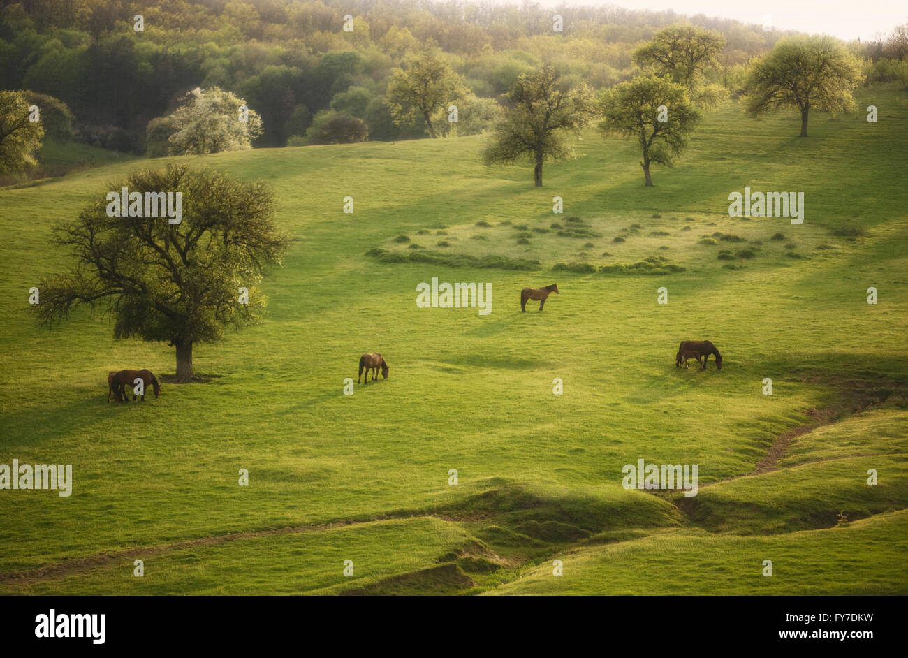 green spring landscape with wild horses Stock Photo - Alamy