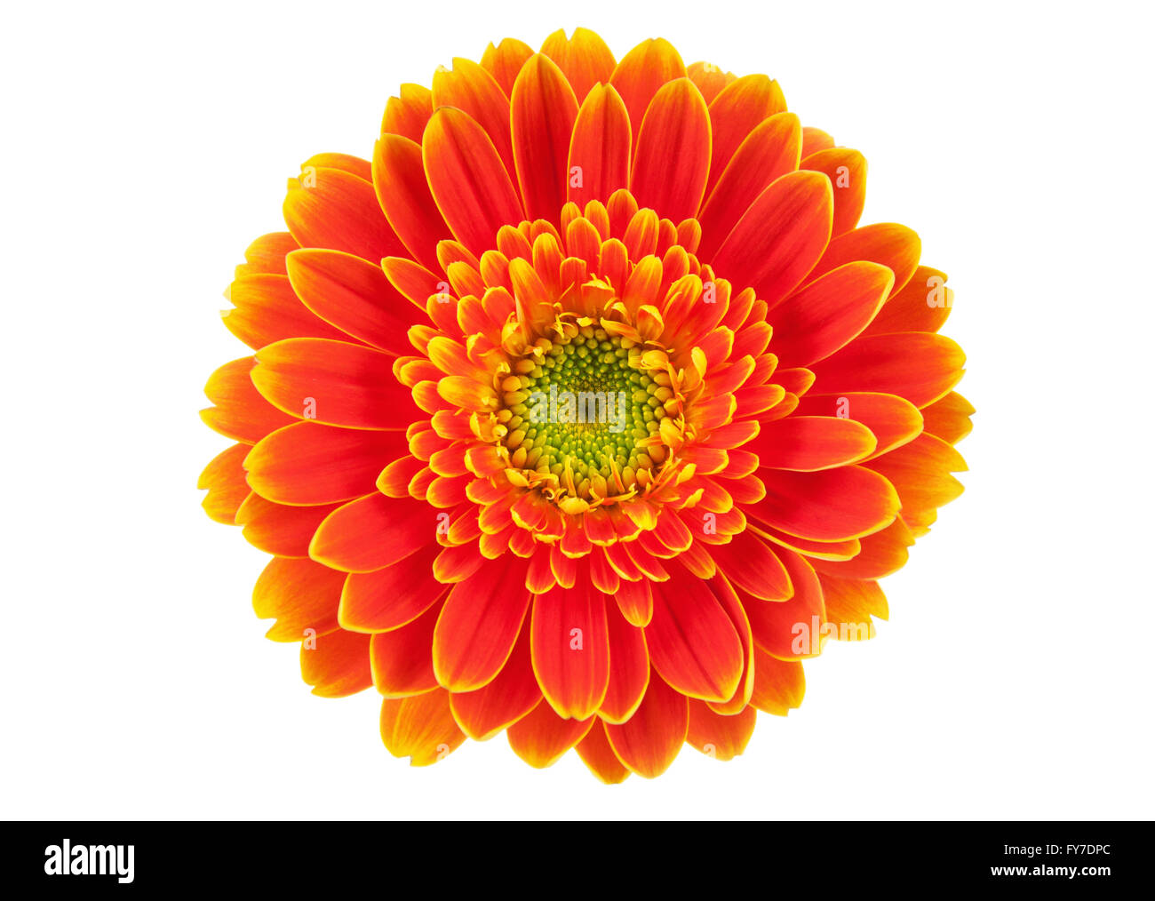 Single one orange flower hi-res stock photography and images - Alamy