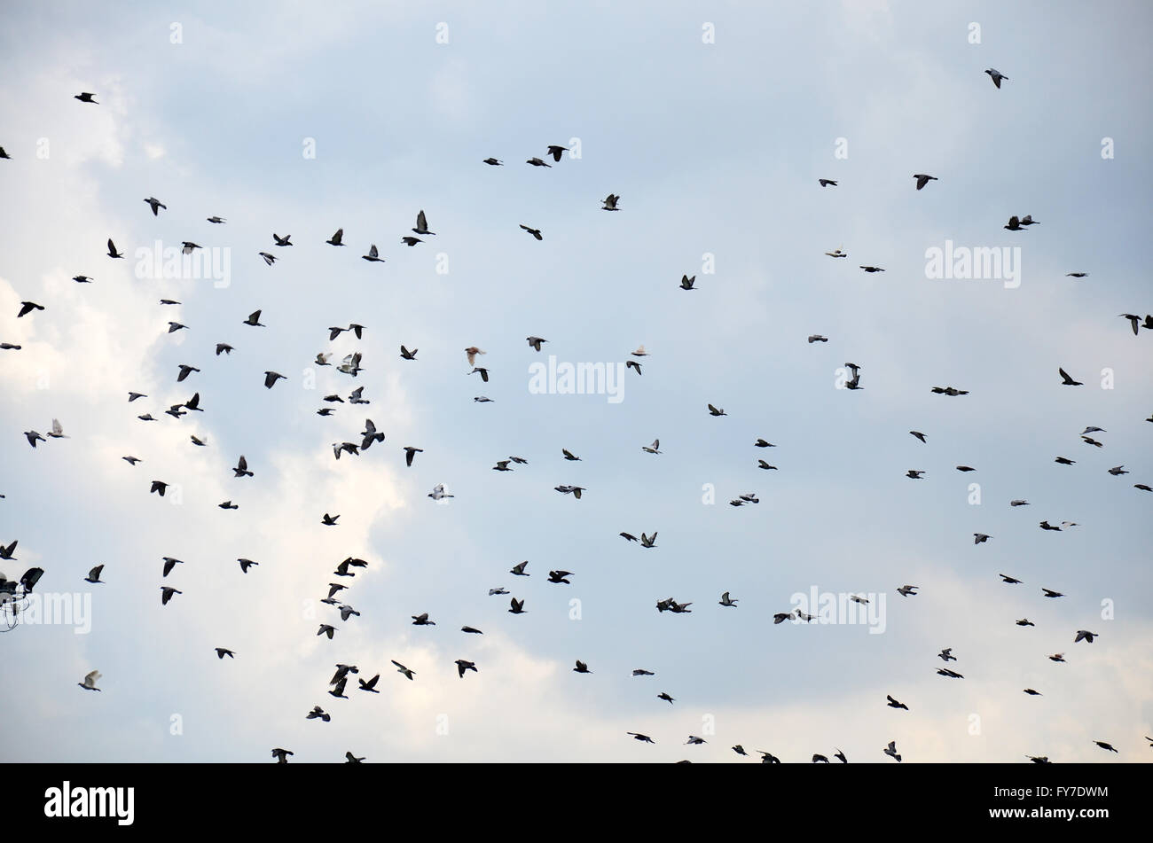 Pigeon bird flying to many Stock Photo - Alamy