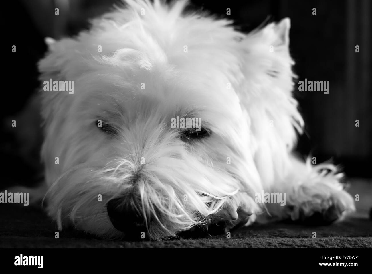 A cute westie Stock Photo - Alamy