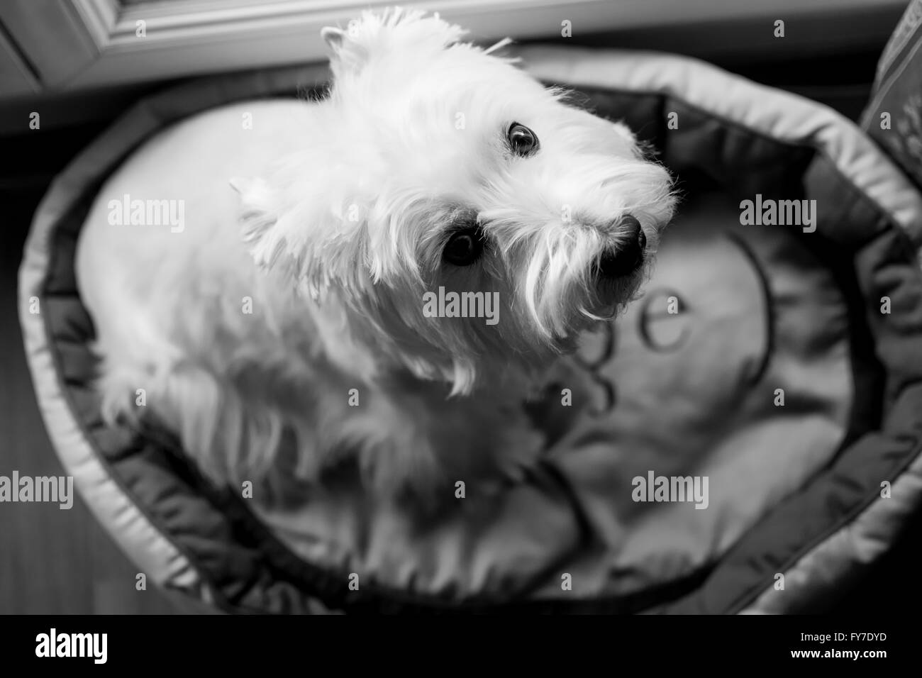 A cute westie Stock Photo - Alamy