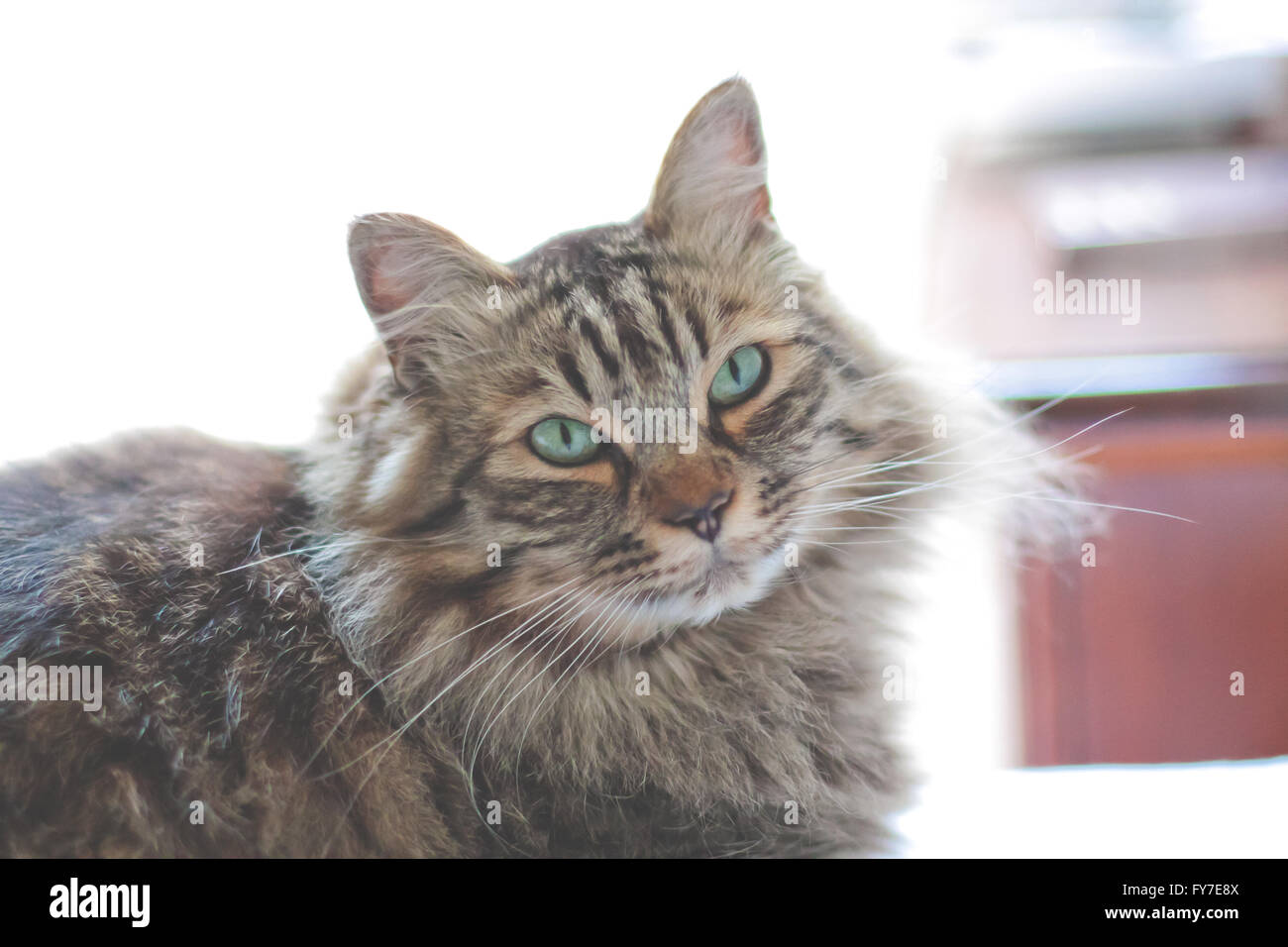 Beautiful norwegian forest cat hi-res stock photography and images - Alamy