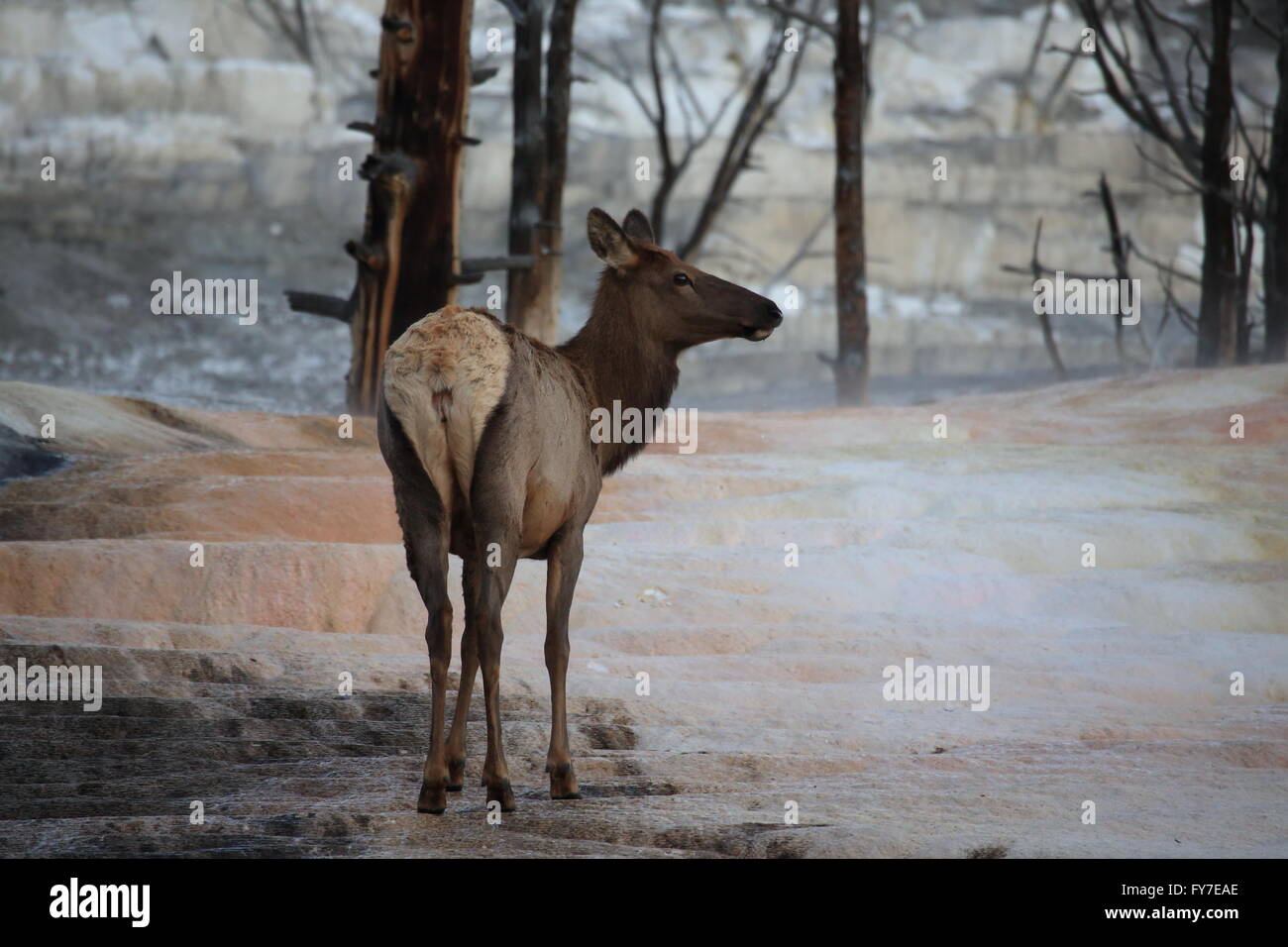 Alces wapiti cervus canadensis hi-res stock photography and images - Alamy