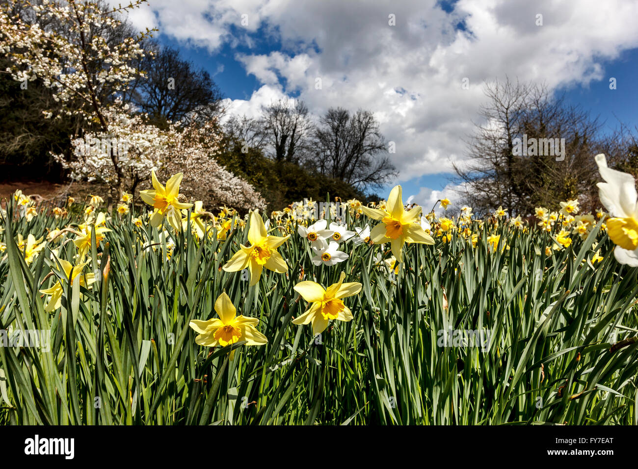 Spring Daffodils Lydney Park Estate, Gloucestershire, UK Stock Photo ...