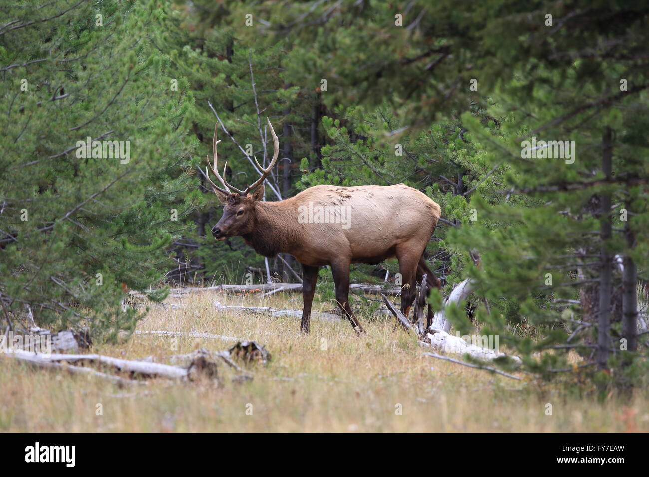 Alces wapiti cervus canadensis hi-res stock photography and images - Alamy