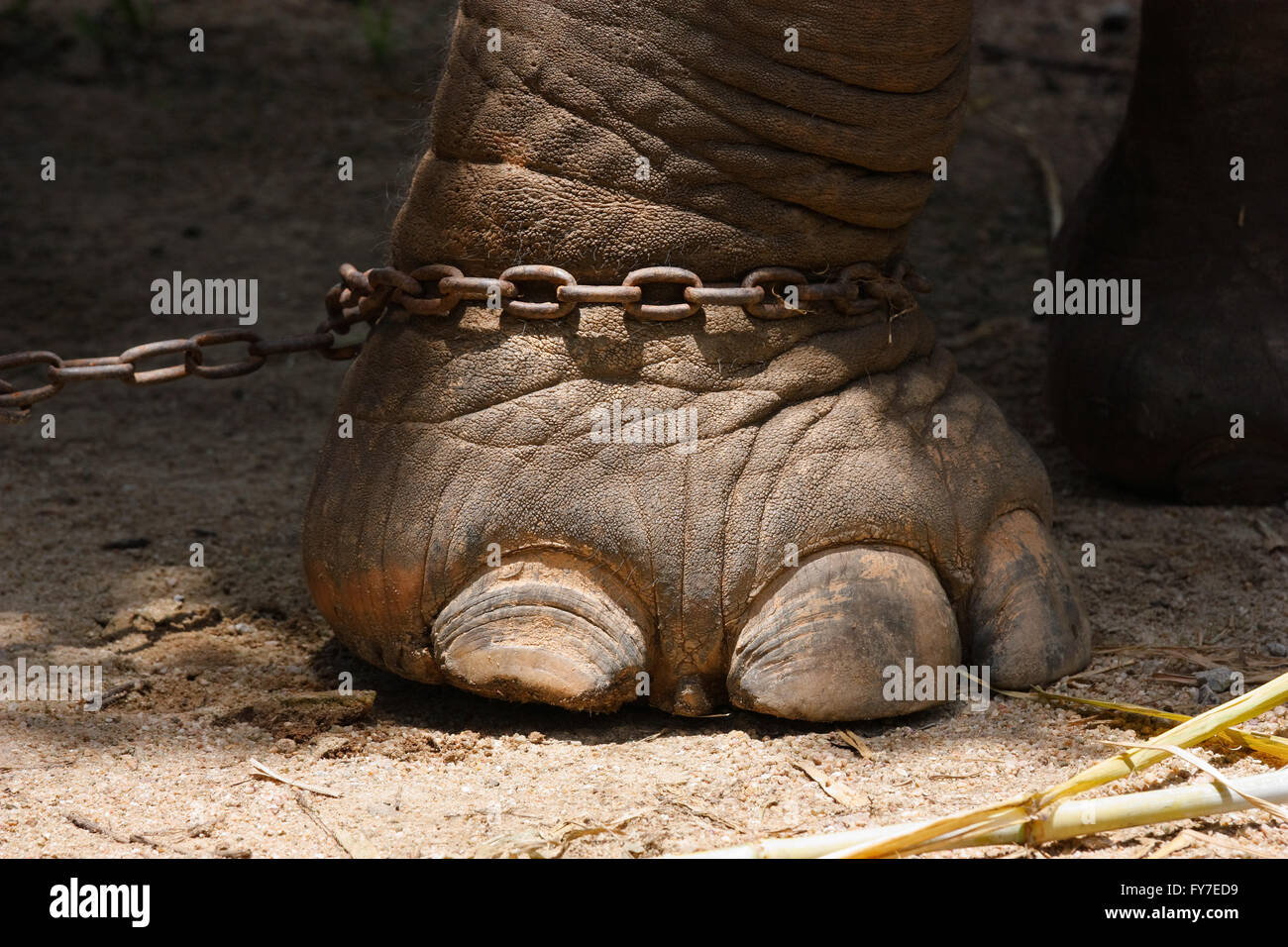 Elephant chain hi-res stock photography and images - Alamy