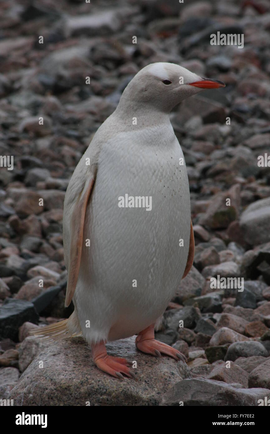 Leucistic Penguin High Resolution Stock Photography and Images - Alamy
