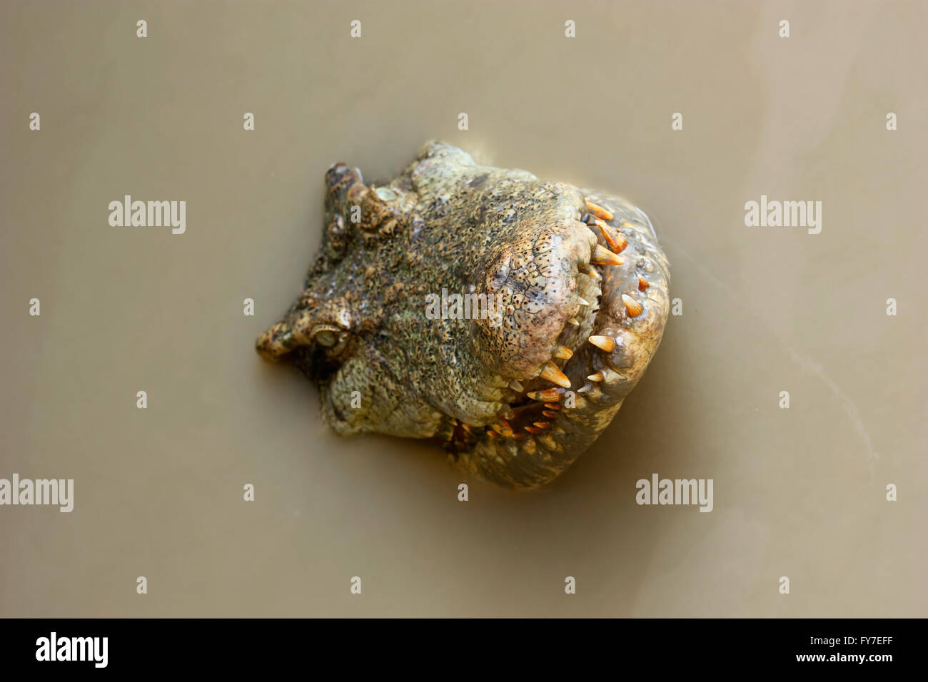 Crocodile top view hi-res stock photography and images - Alamy