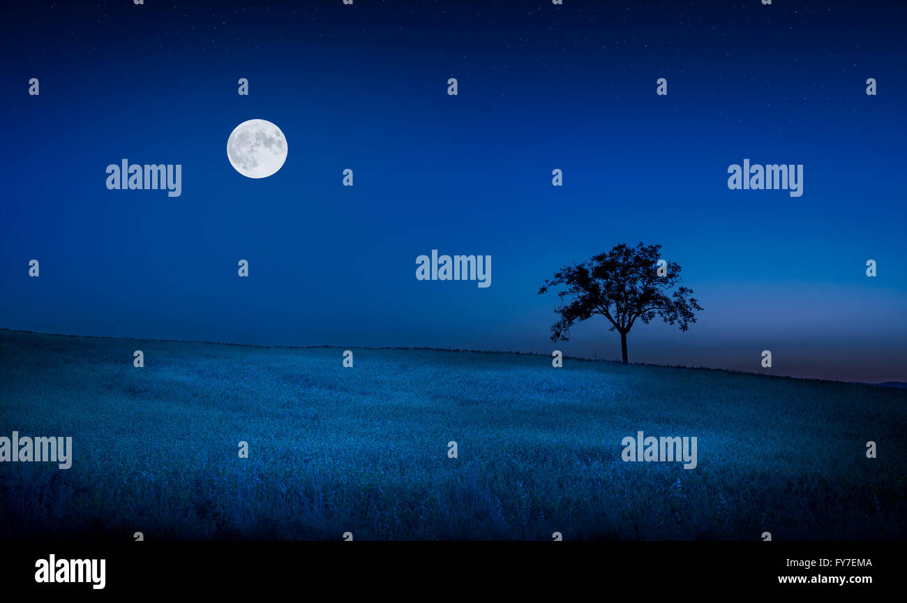 Moon and stars over tuscan meadow and lone tree Stock Photo - Alamy