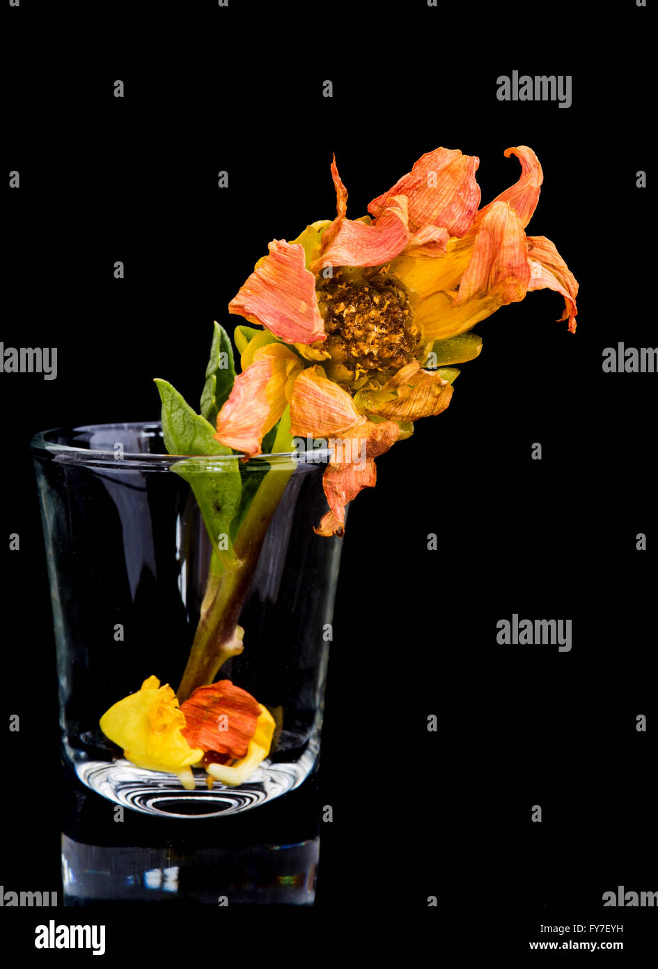 Dying flowers with black background hi-res stock photography and images ...