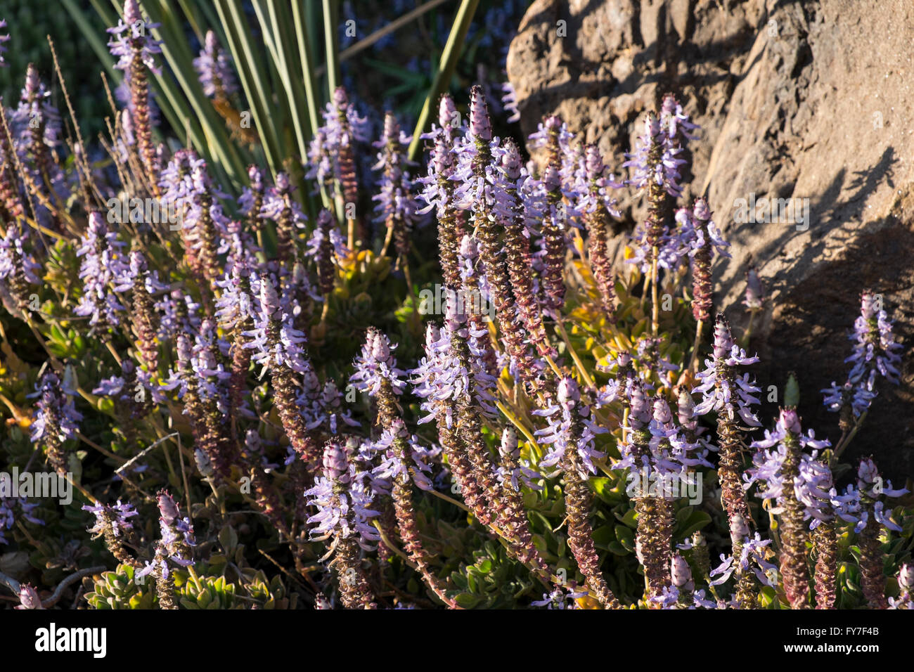 Plectranthus neochilus. Parque de la paloma. Benalmádena, Spain Stock ...