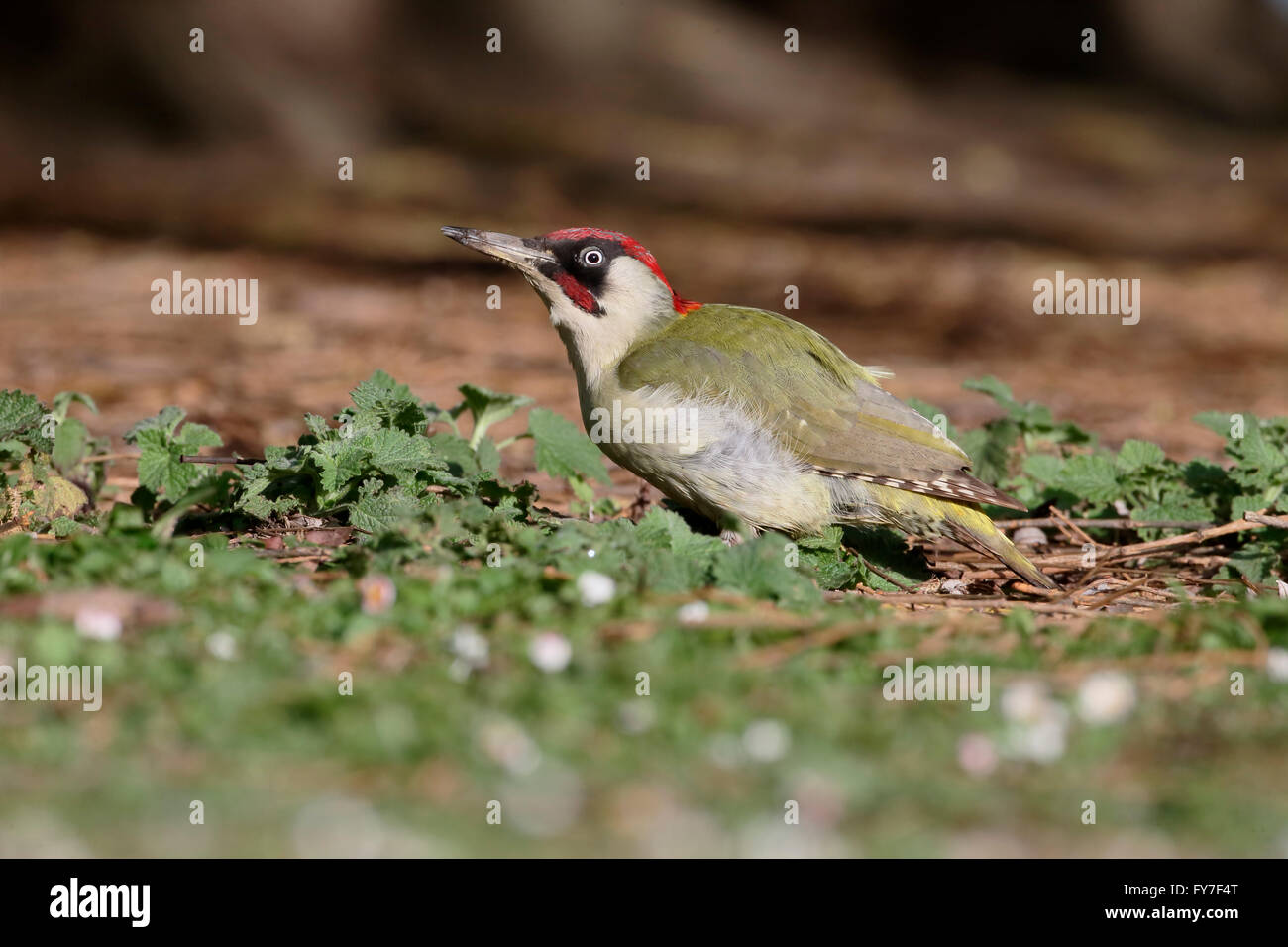 Picus viridis hi-res stock photography and images - Alamy